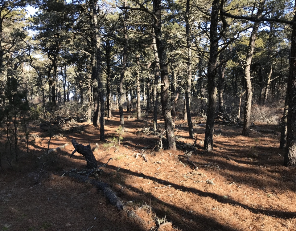 Lost Farm Sanctuary | Nantucket Walkabout | 2-Hour Guided Wilderness Hikes