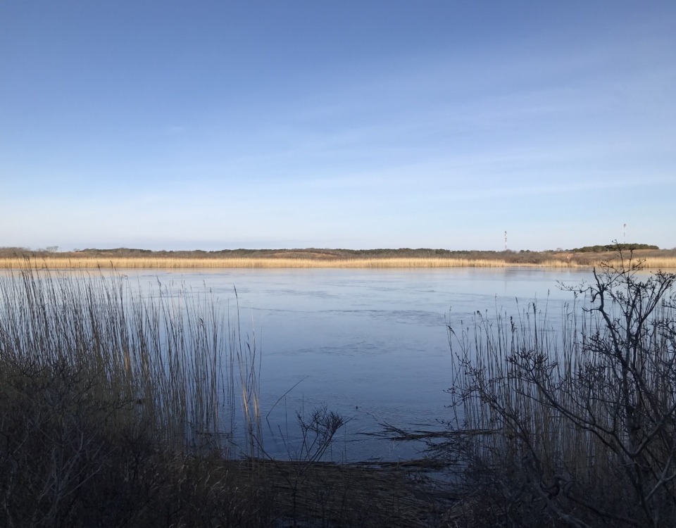 Lost Farm Sanctuary | Nantucket Walkabout | 2-Hour Guided Wilderness Hikes