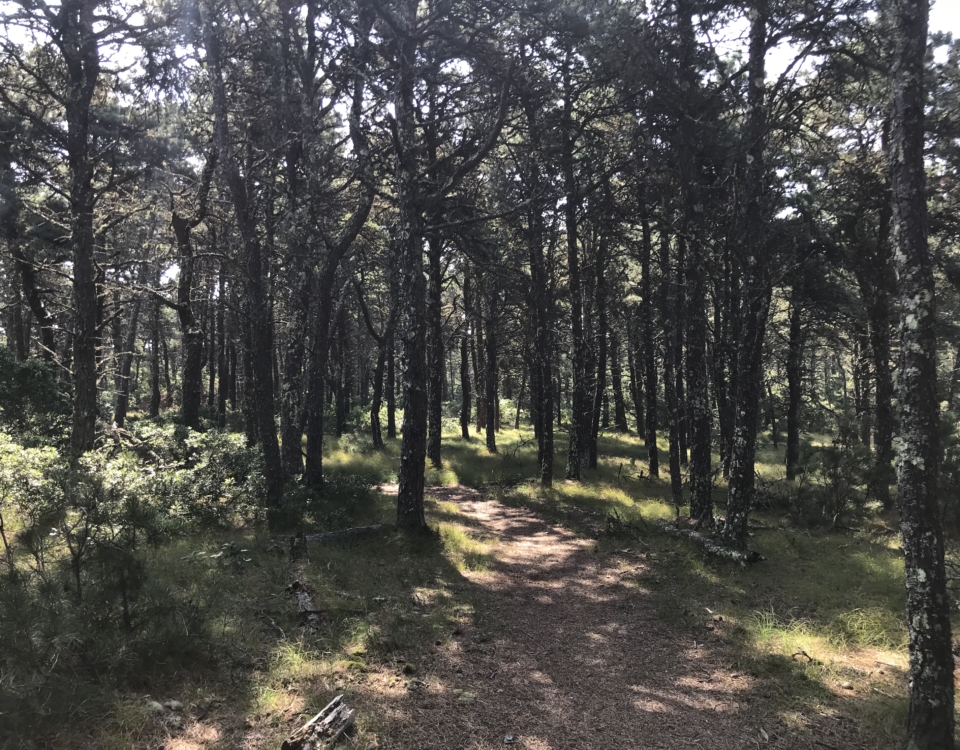 Lost Farm Sanctuary | Nantucket Walkabout | 2-Hour Guided Wilderness Hikes